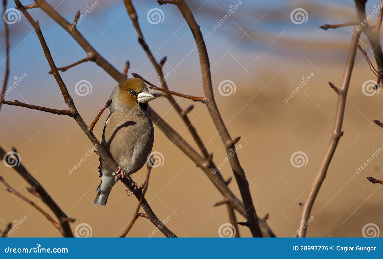 Hawfinch stock photo. Image of plumage, wild, wing, tree - 28997276