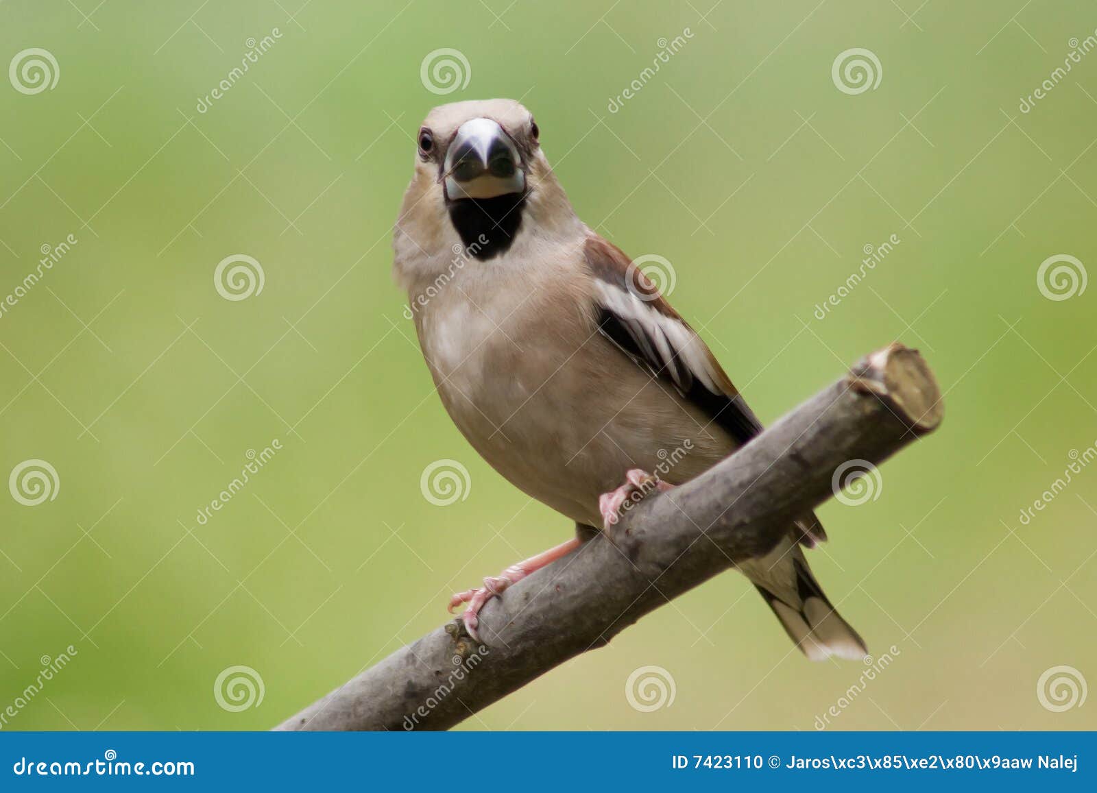 Hawfinch stock photo. Image of nature, fringillidae, animals - 7423110