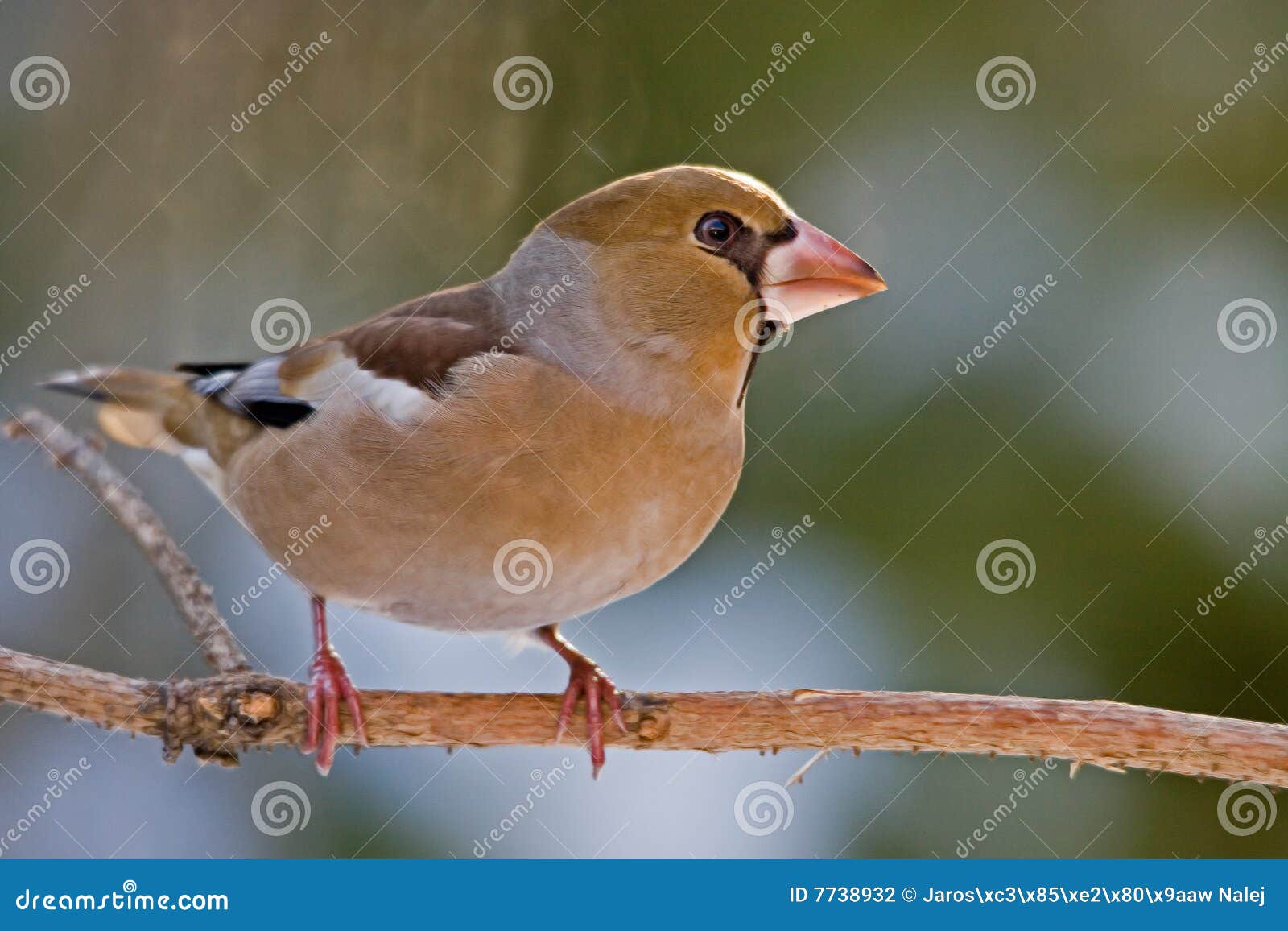 The Hawfinch stock photo. Image of nature, animal, wildlife - 7738932
