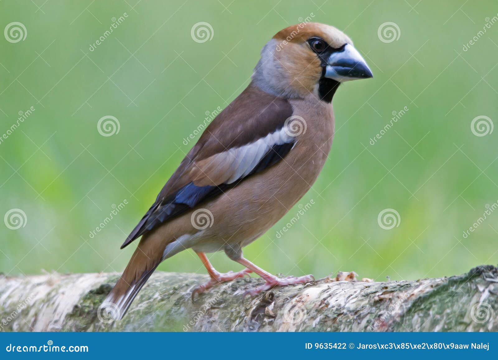 The Hawfinch stock photo. Image of small, wildlife, forest - 9635422
