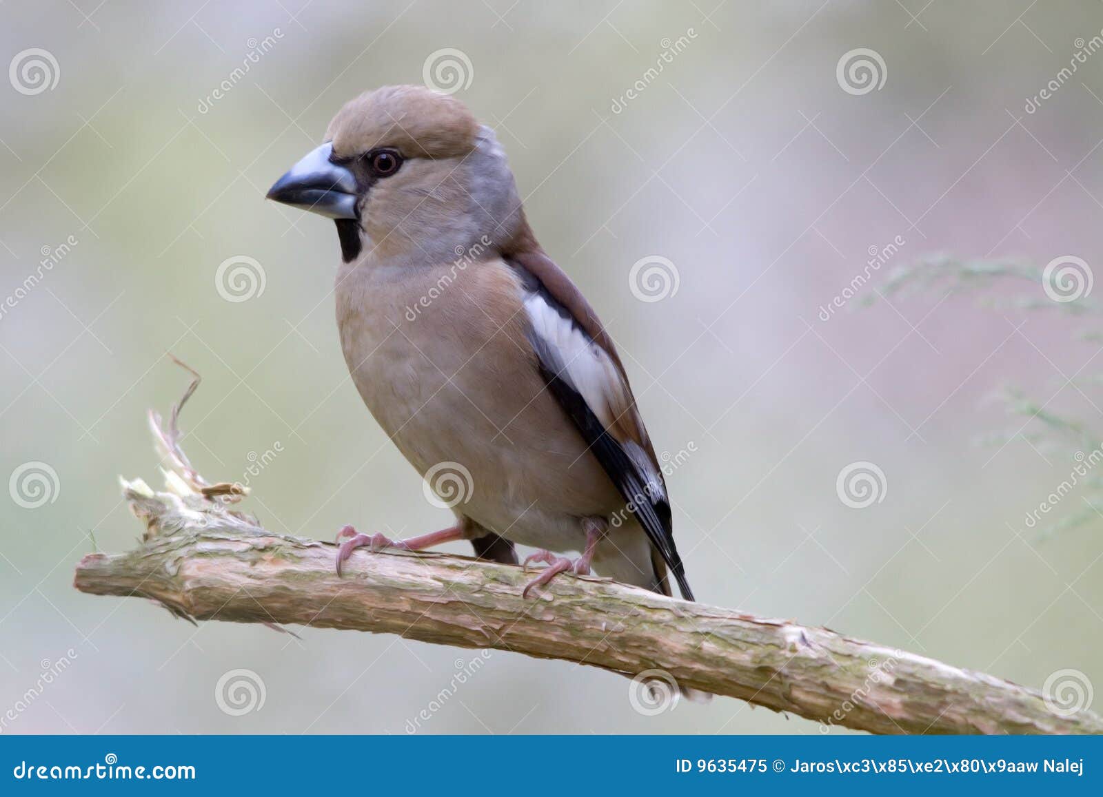 The Hawfinch stock image. Image of animal, forest, bird - 9635475