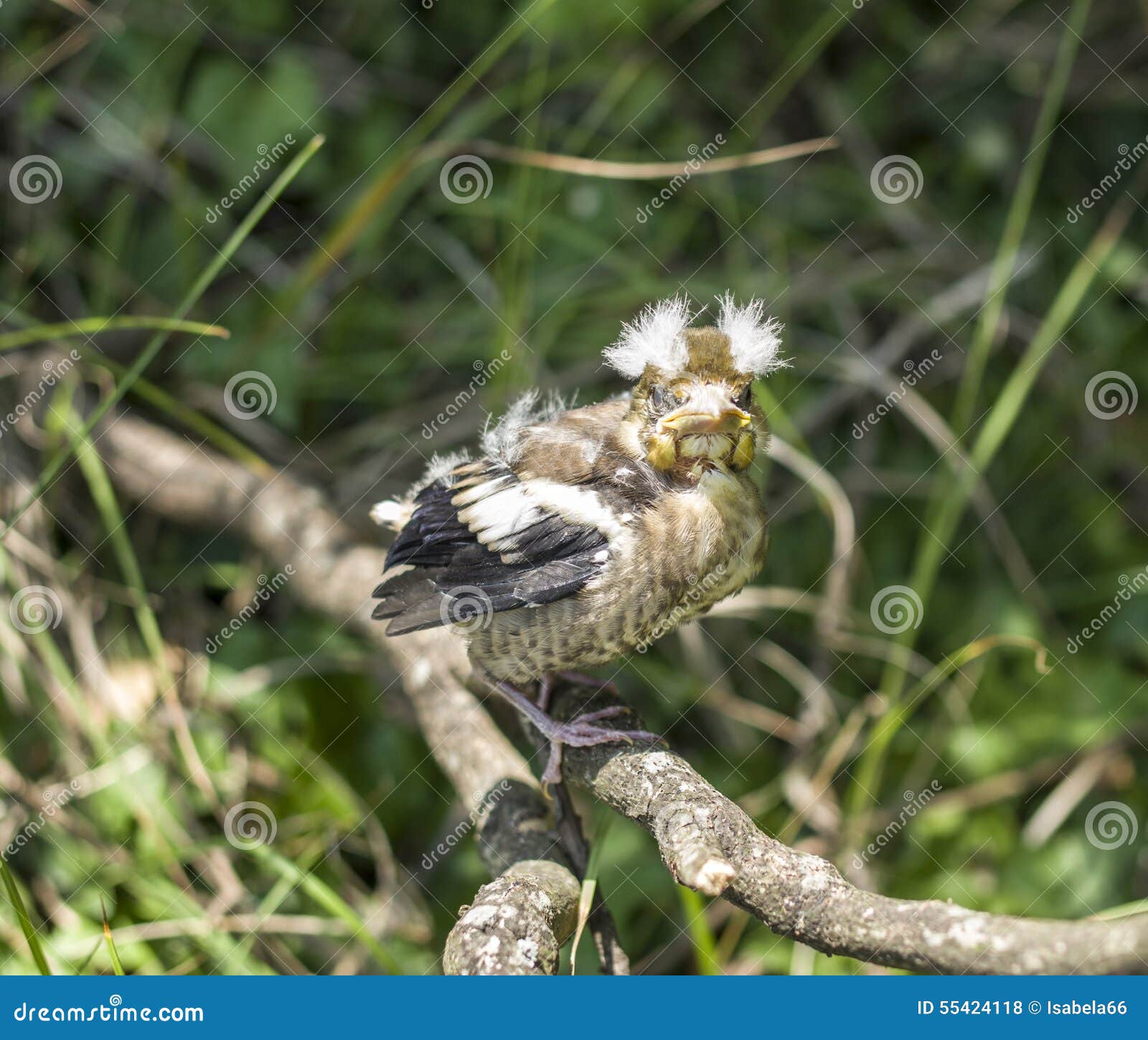 Hawfinch baby on branch stock photo. Image of grass, hawfinch - 55424118