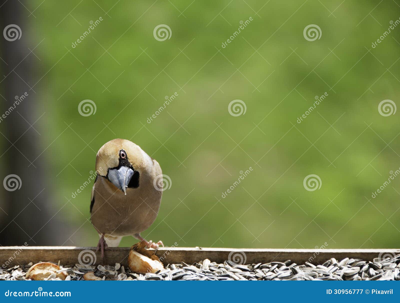 Hawfinch bird stock image. Image of eating, hawfinch - 30956777