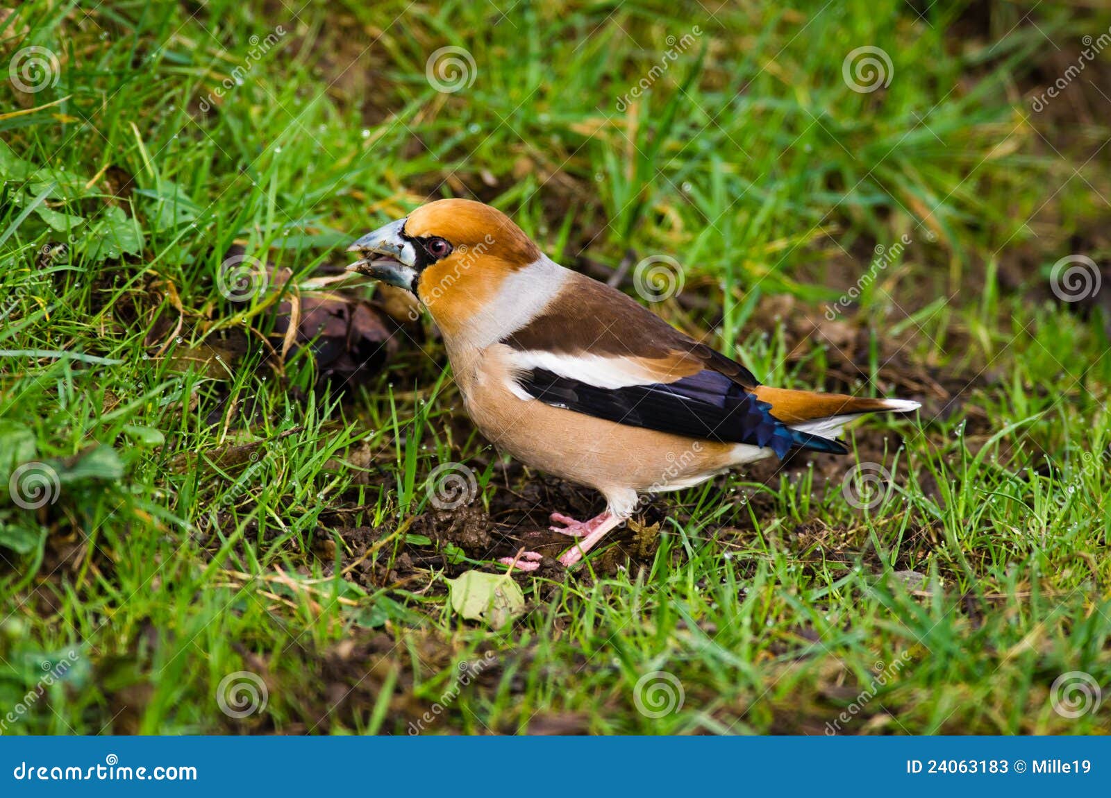 Hawfinch (close-up) stock image. Image of coccothraustes - 24063183