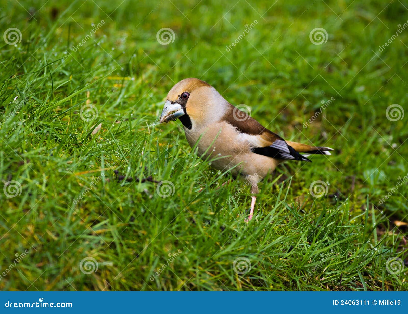 Hawfinch (coccothraustes Coccothraustes) Stock Image - Image of nature ...