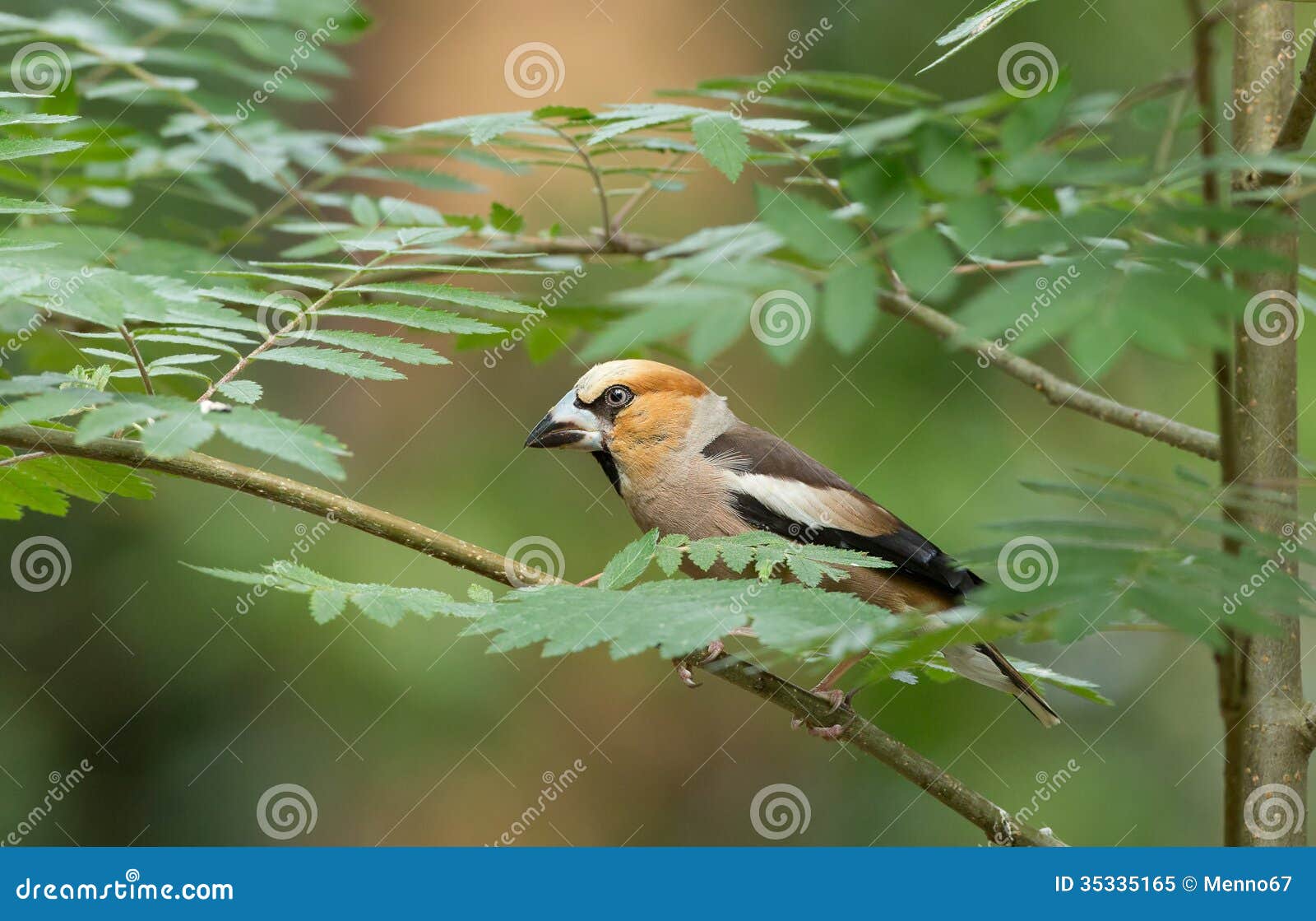 Hawfinch (Coccothraustes Coccothraustes) Stock Image - Image of black ...