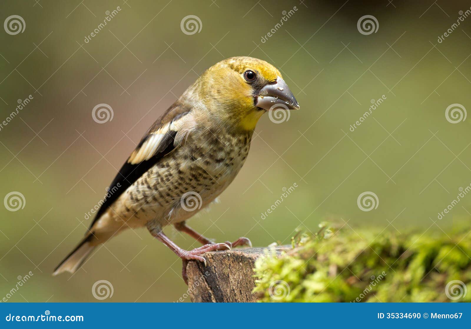 Hawfinch (Coccothraustes Coccothraustes) Stock Photo - Image of wild ...