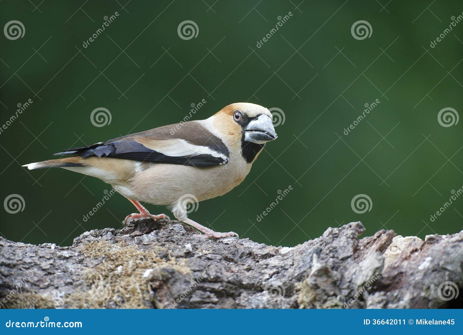 Hawfinch, Coccothraustes Coccothraustes Stock Image - Image of wood ...