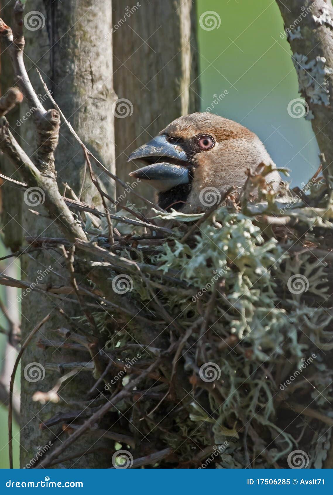 Hawfinch Sitting on the Nest Stock Image - Image of close, feather ...