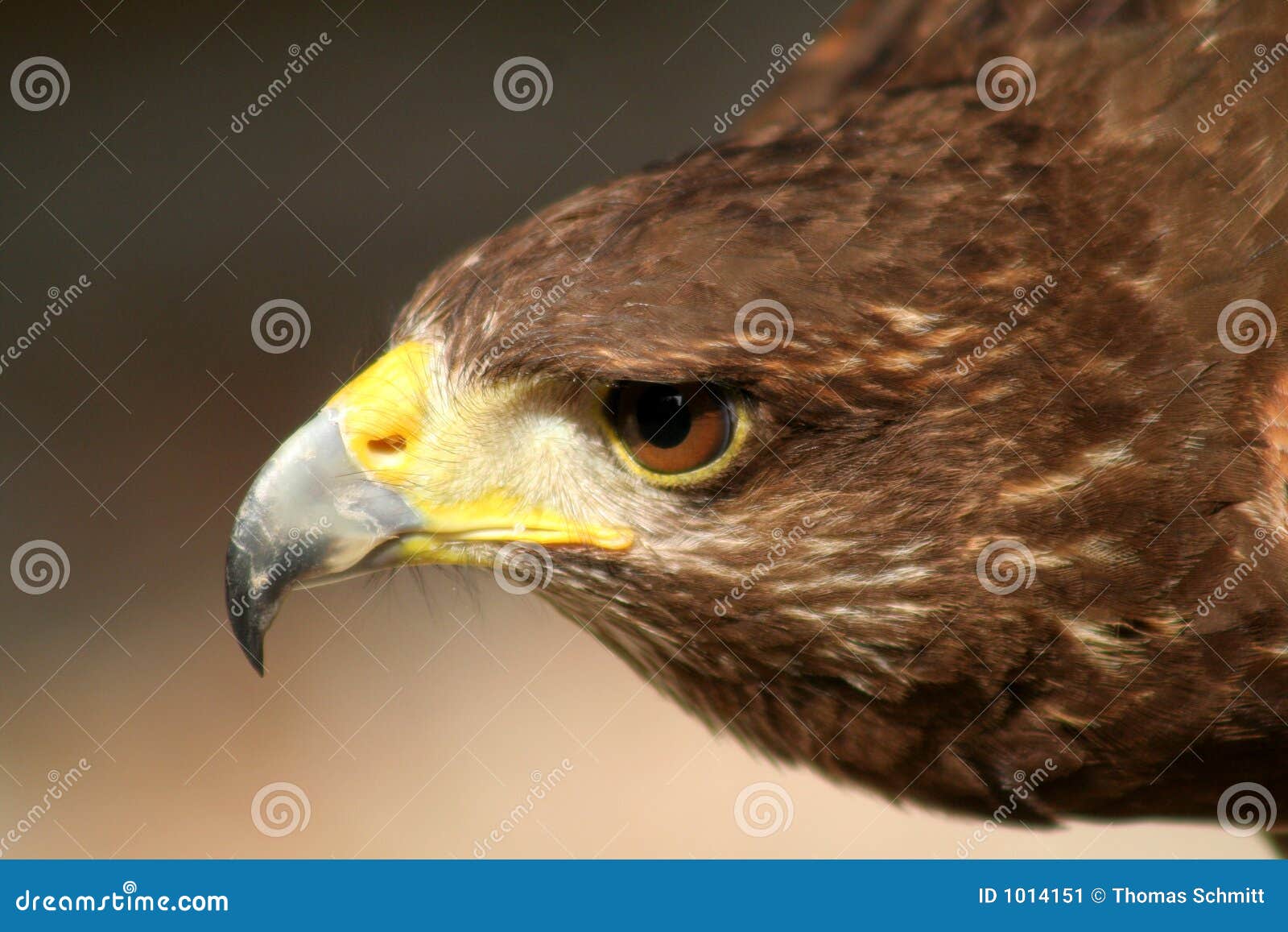 Hawk stock image. Image of beak, perch, graceful, animal - 1014151