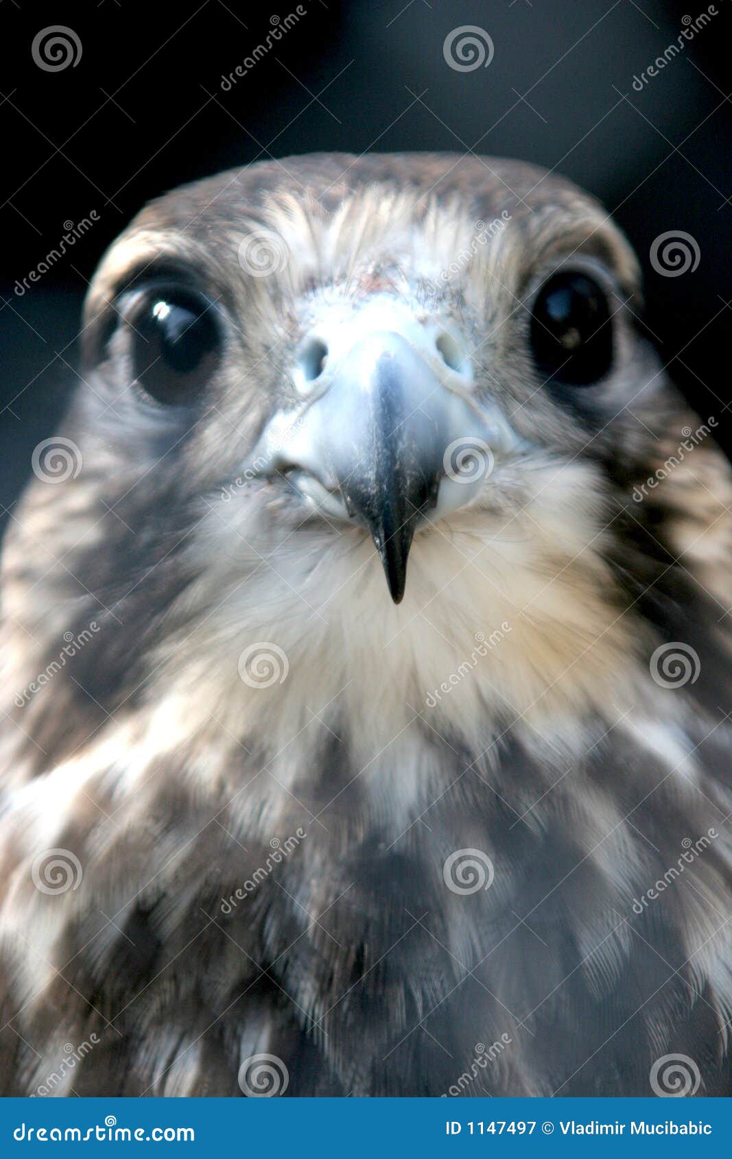 Hawk stock image. Image of fierce, falcon, falconry, wildlife - 1147497