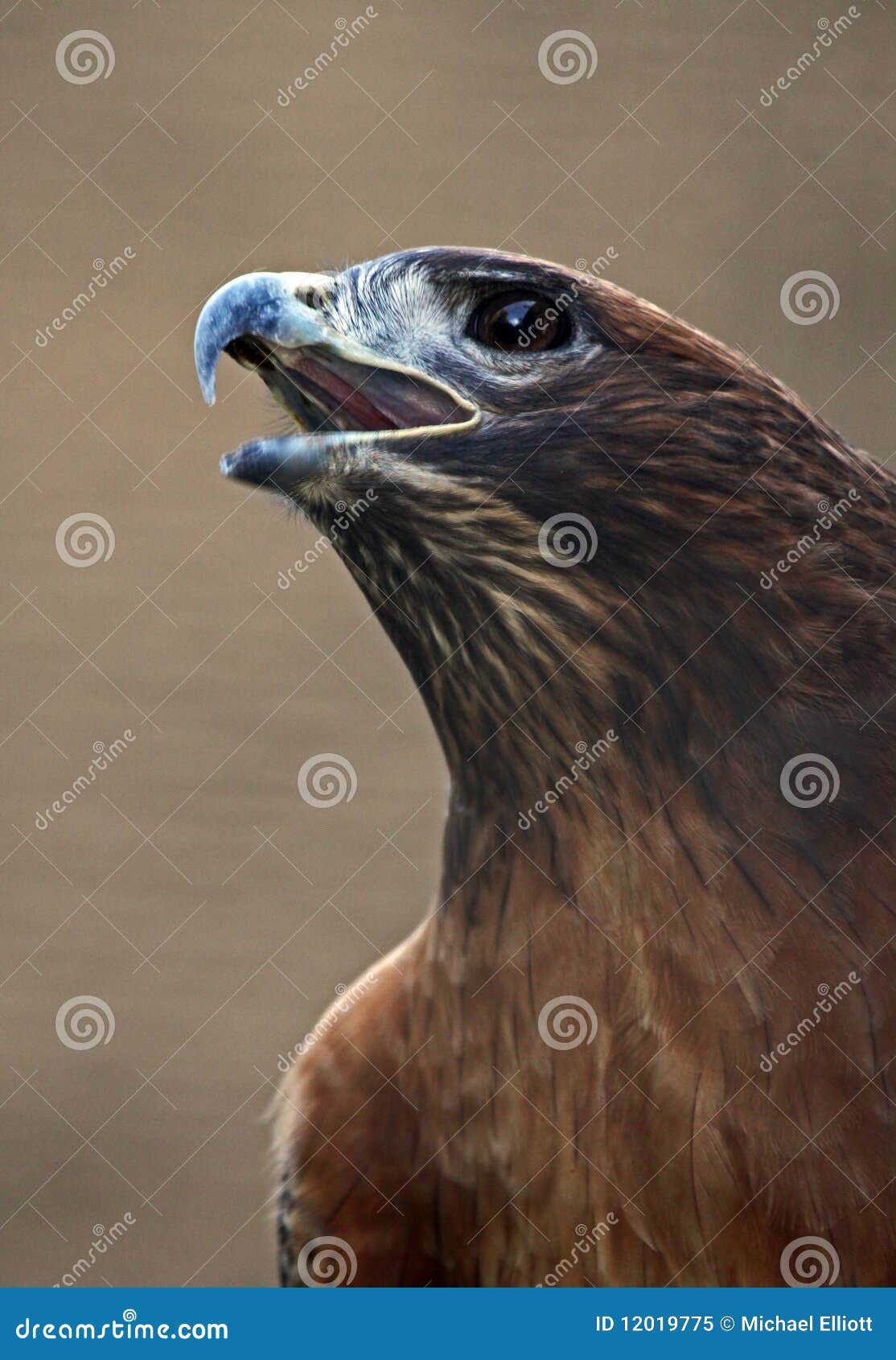 Hawk stock image. Image of falconry, tailed, glare, rufous - 12019775