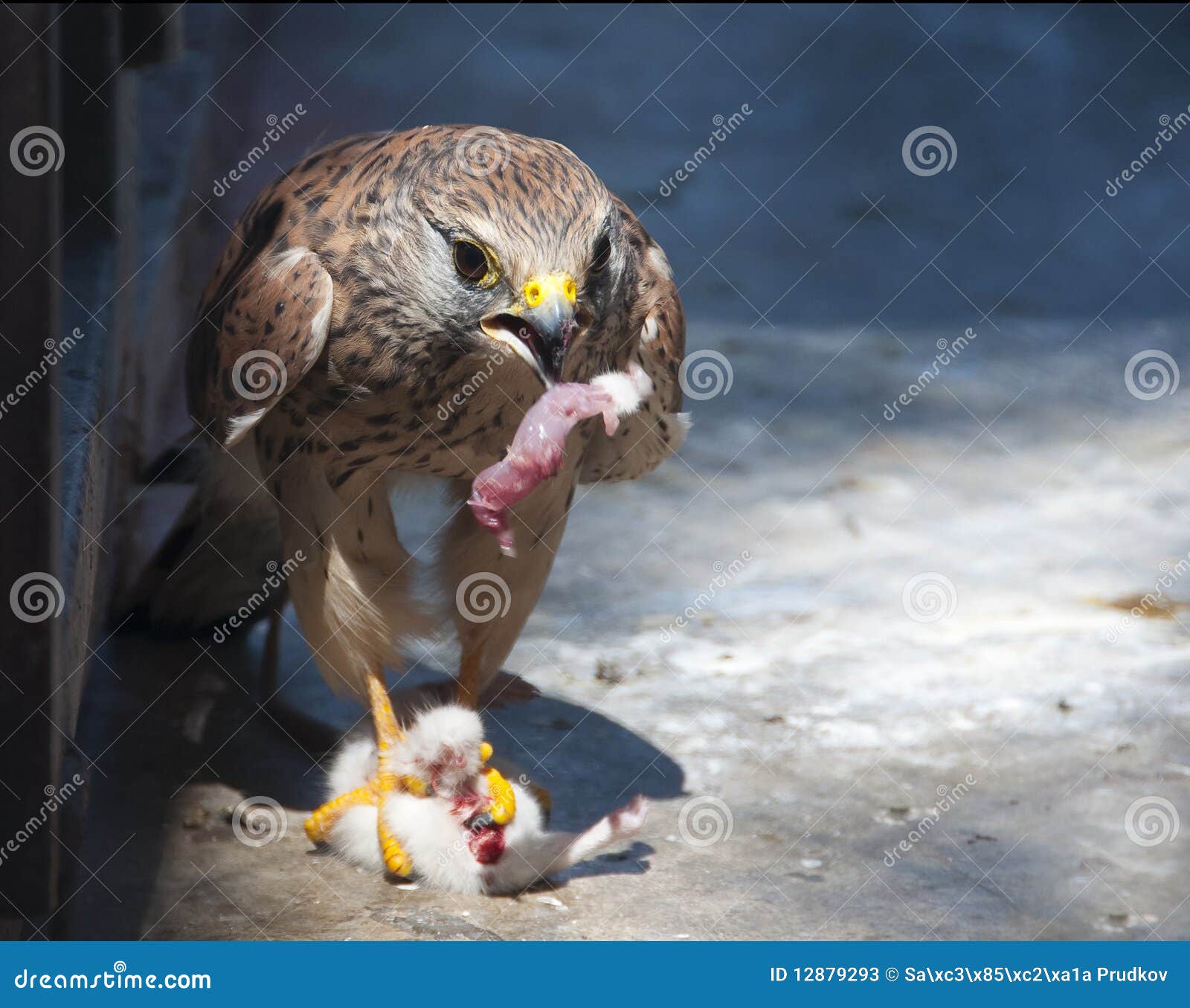 Hawk stock image. Image of dead, carnivore, catch, sharp - 12879293