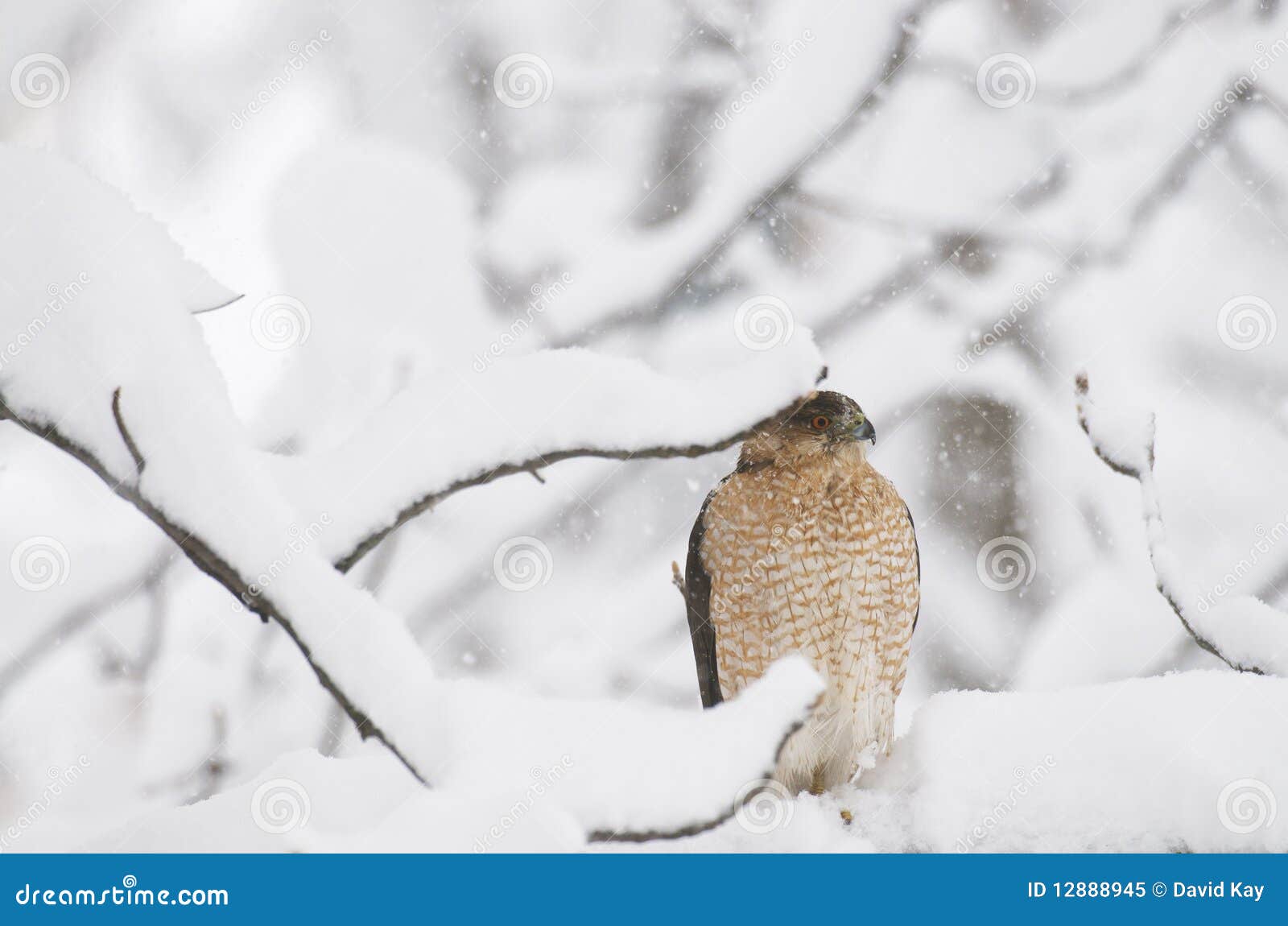 Hawk stock image. Image of hawk, raptor, predator, winter - 12888945