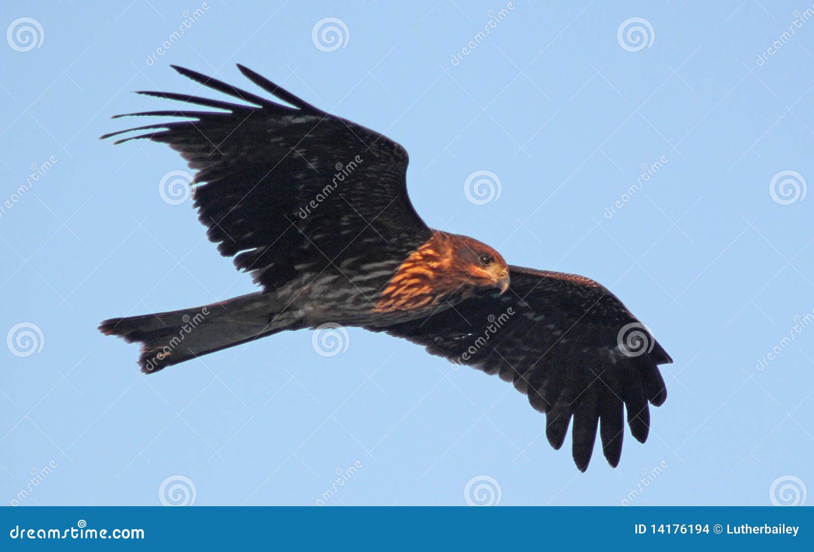 Hawk stock photo. Image of dangerous, fowl, powerful - 14176194