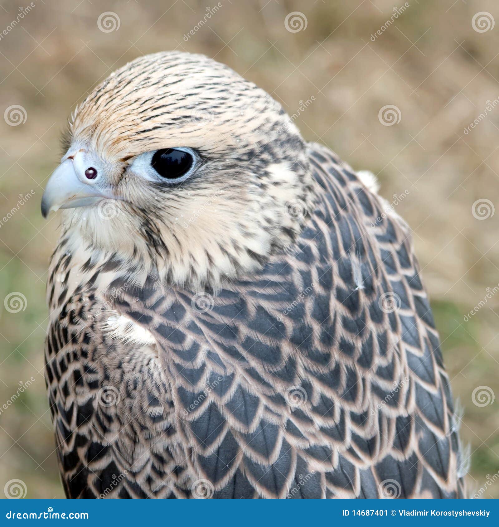 Hawk stock image. Image of hawk, head, bird, animal, wildlife - 14687401