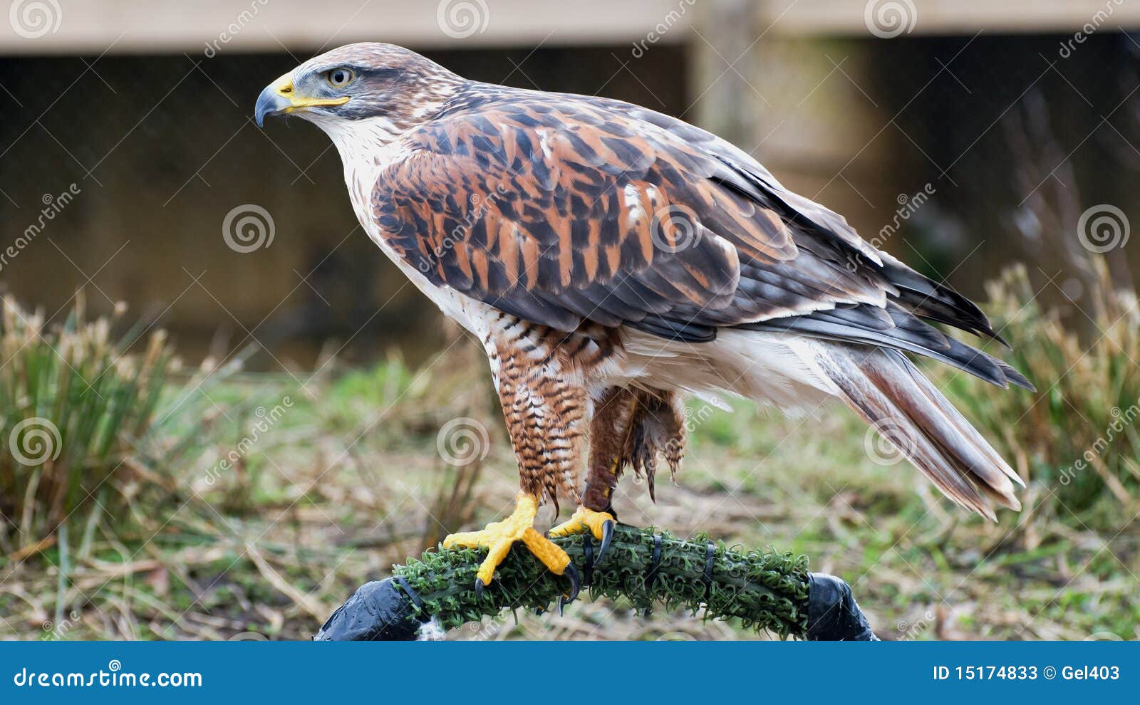 Hawk stock image. Image of predator, falcon, flight, freedom - 15174833