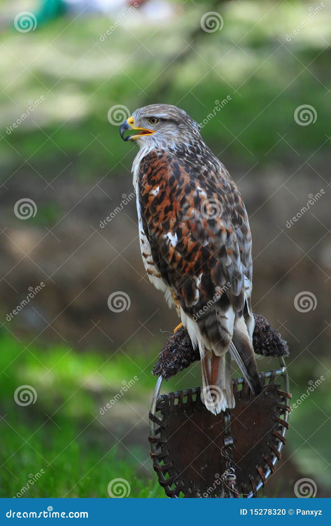 Hawk stock photo. Image of wildlife, hawk, predator, flying - 15278320