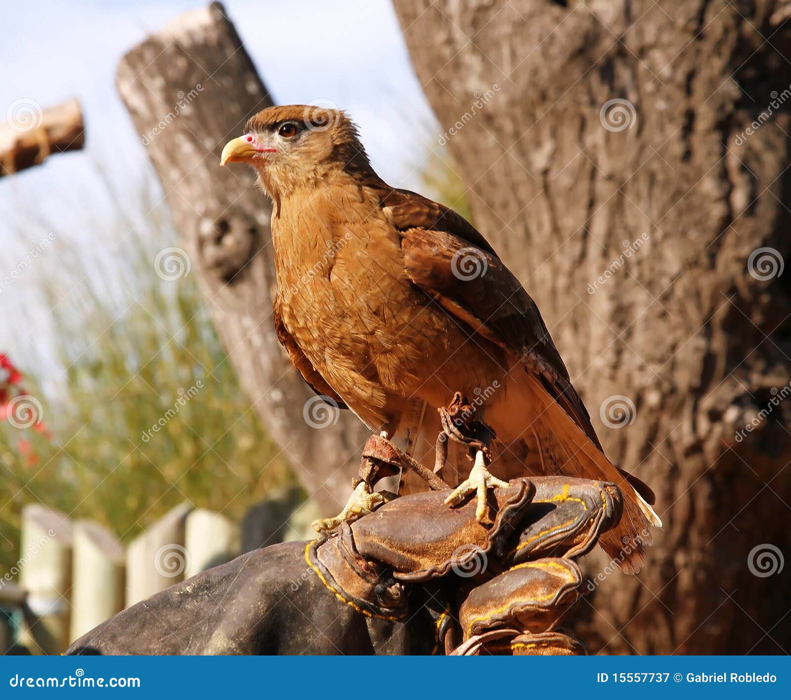 HAWK stock image. Image of hooked, brawn, avian, beak - 15557737