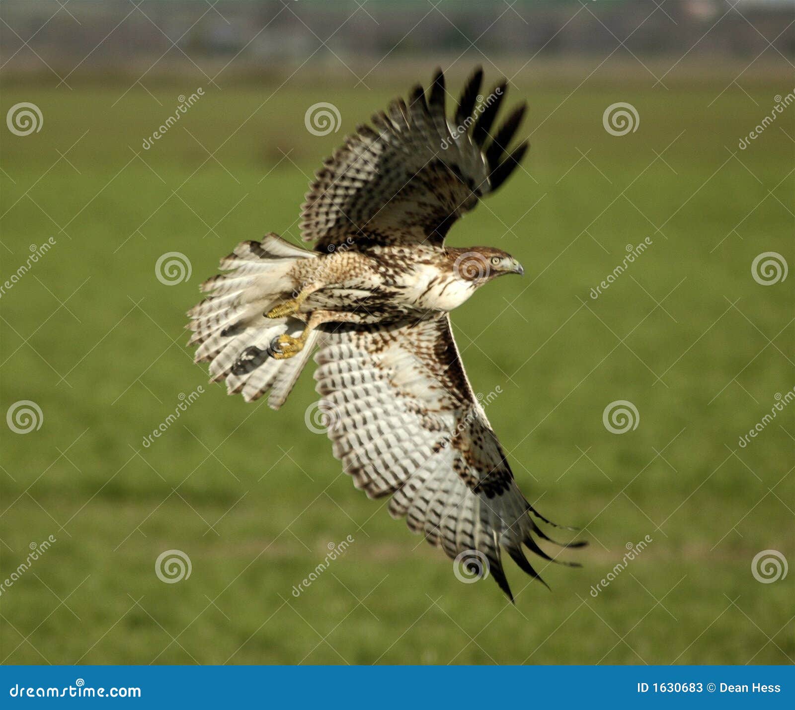 Hawk stock image. Image of feathers, majestic, large, field - 1630683