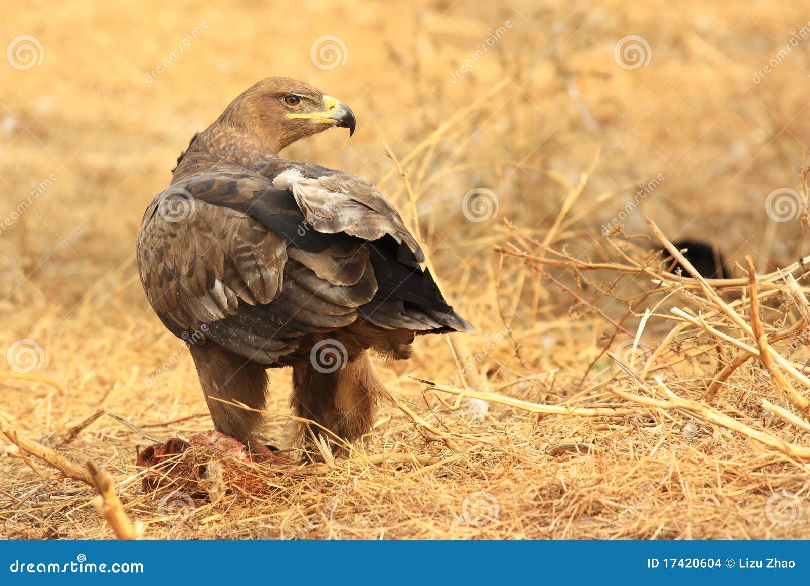 Hawk stock photo. Image of beak, eagle, prey, white, fierce - 17420604