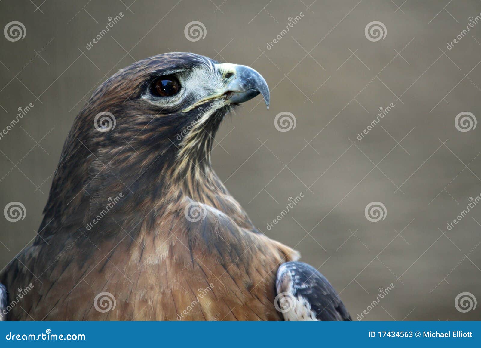 Hawk stock image. Image of face, bird, avian, natural - 17434563