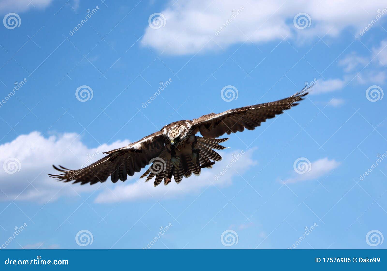 Hawk stock image. Image of blue, falco, flying, bird - 17576905