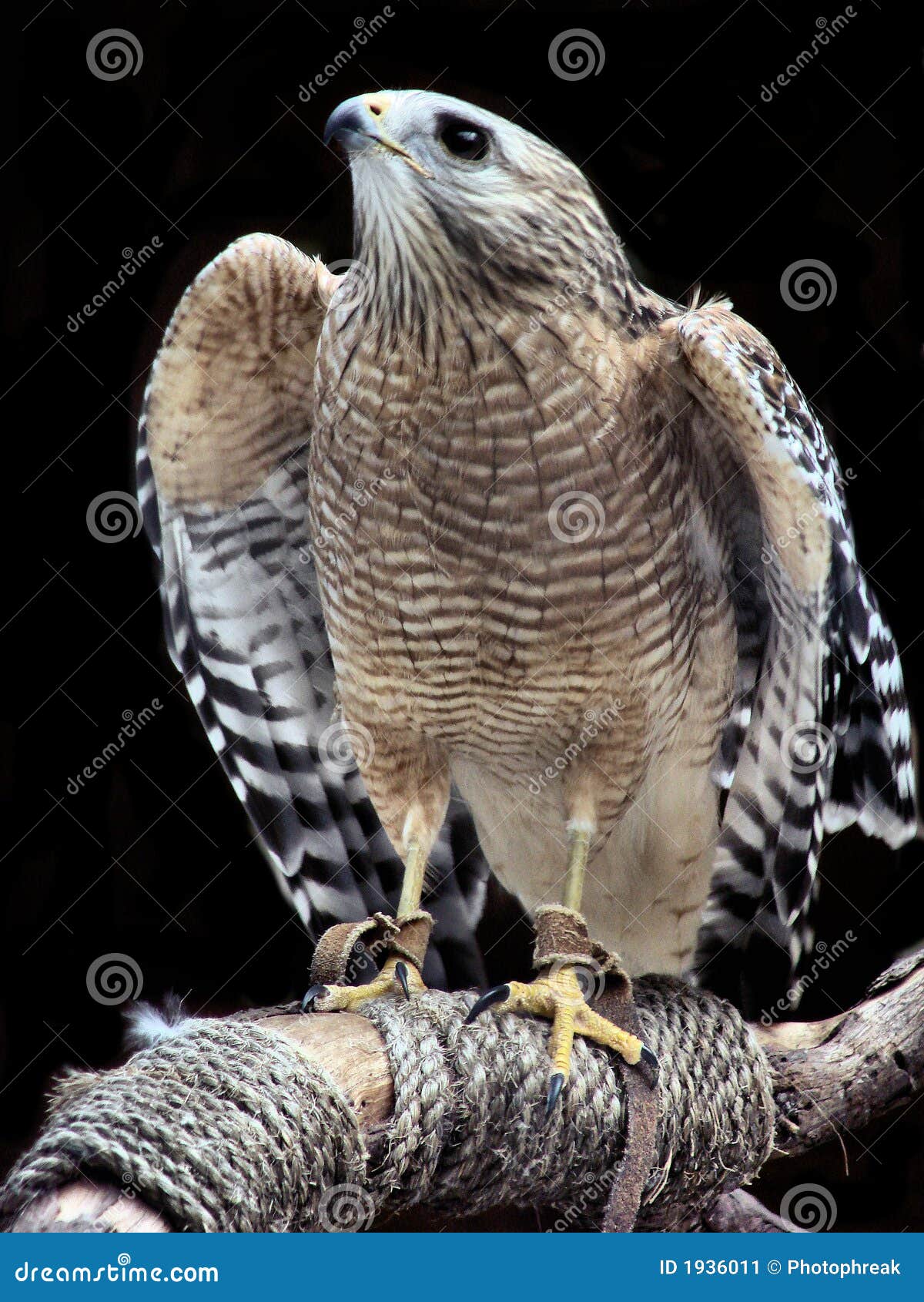 Hawk stock image. Image of nature, animals, hunter, hawk - 1936011