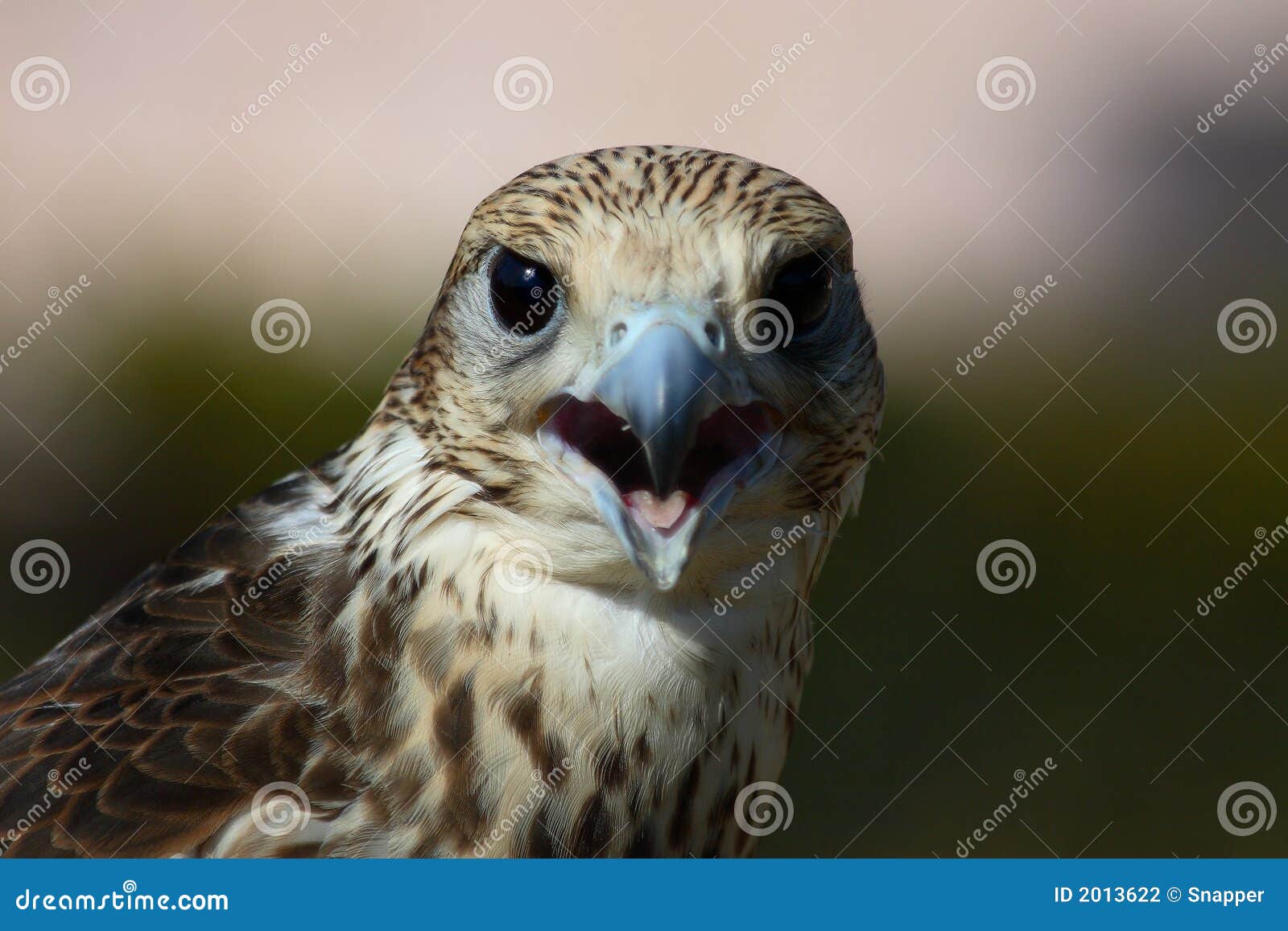 Hawk stock photo. Image of sharp, soar, raptor, killer - 2013622