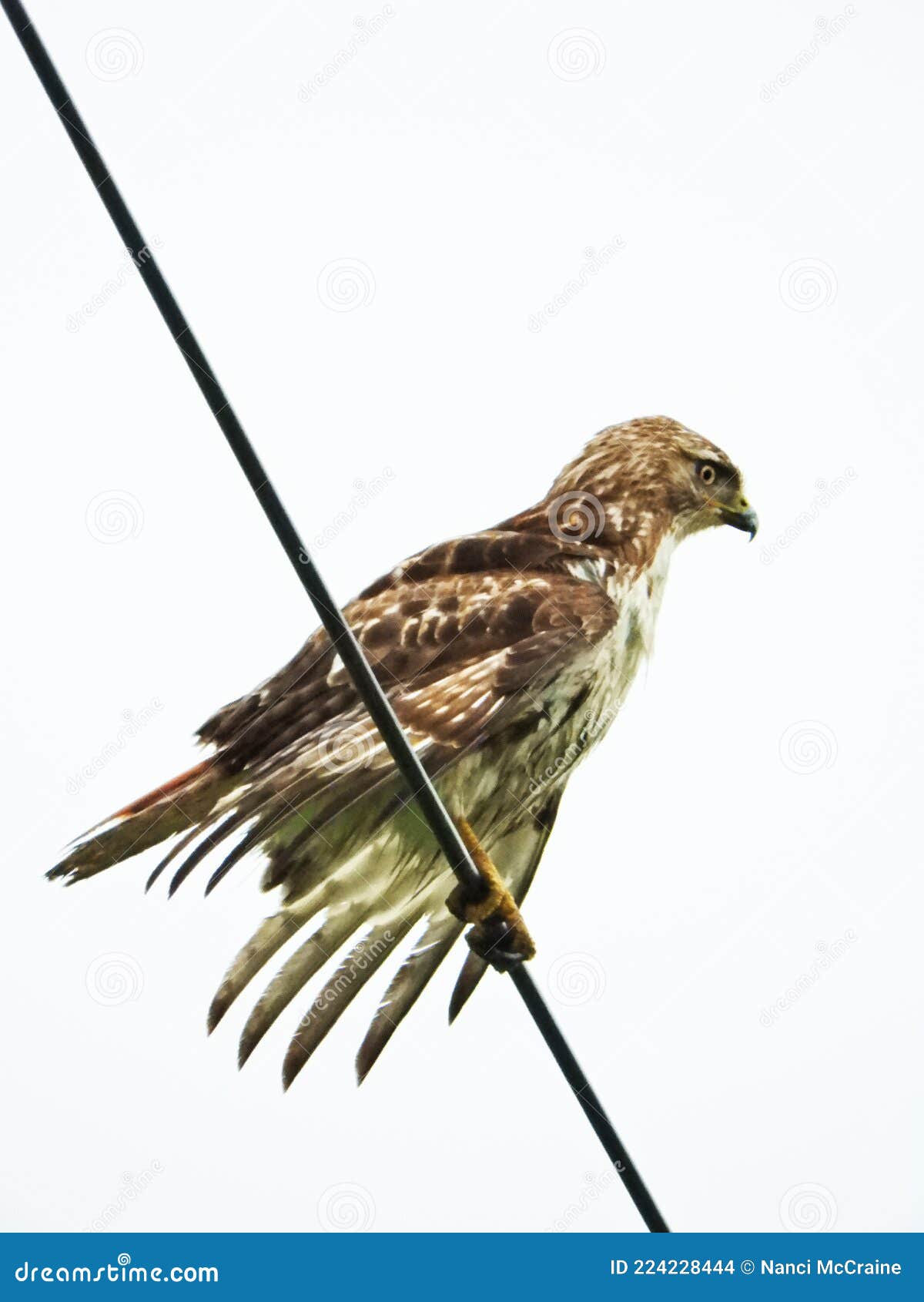 Red Tail Hawk Alert and Ready To Flee Stock Photo - Image of preen ...