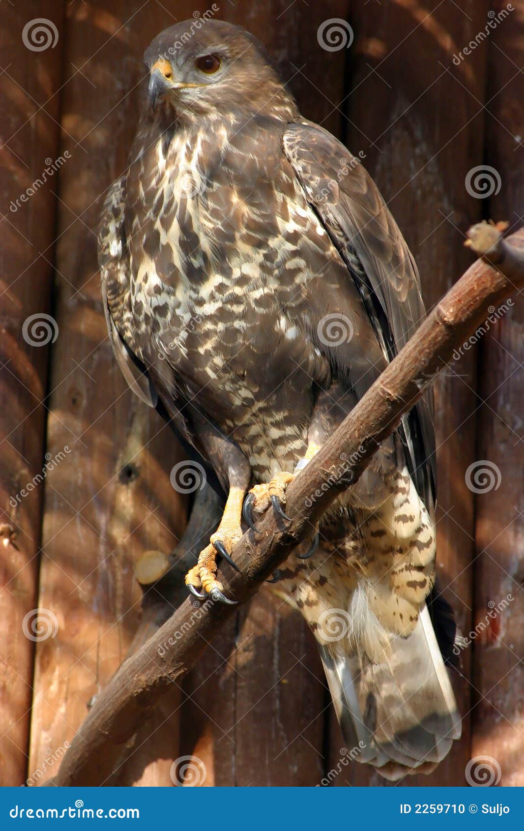 Hawk stock photo. Image of beak, branch, scouting, hawk - 2259710