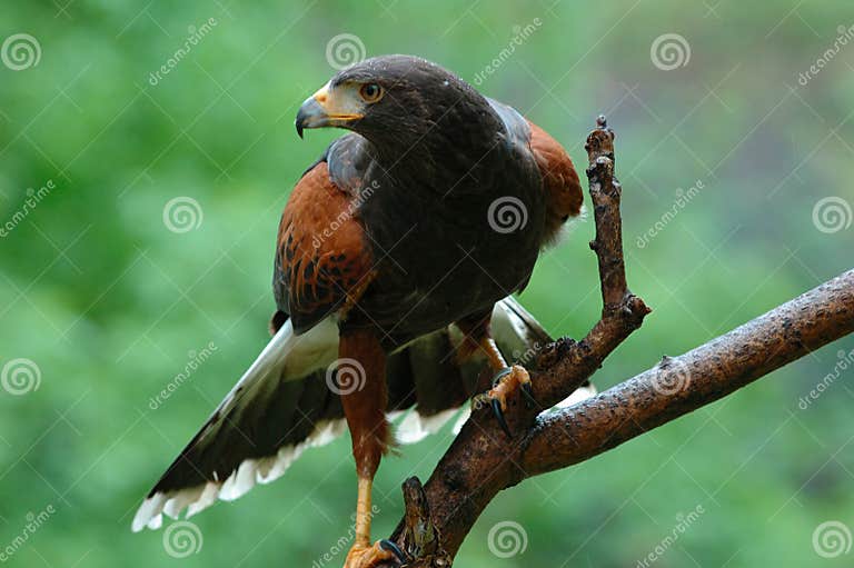 Hawk stock image. Image of active, lookout, bird, feather - 2398313