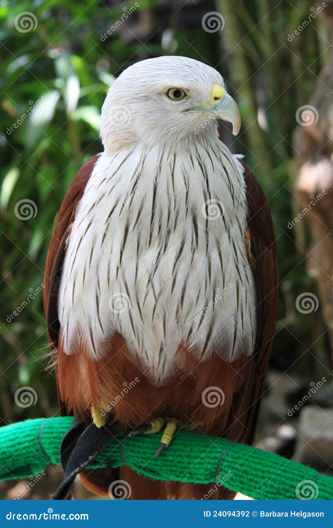 Hawk stock photo. Image of avian, wildlife, claws, bird - 24094392