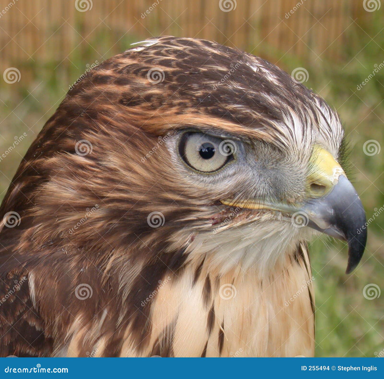 Hawk stock photo. Image of closeup, pray, talons, speed - 255494