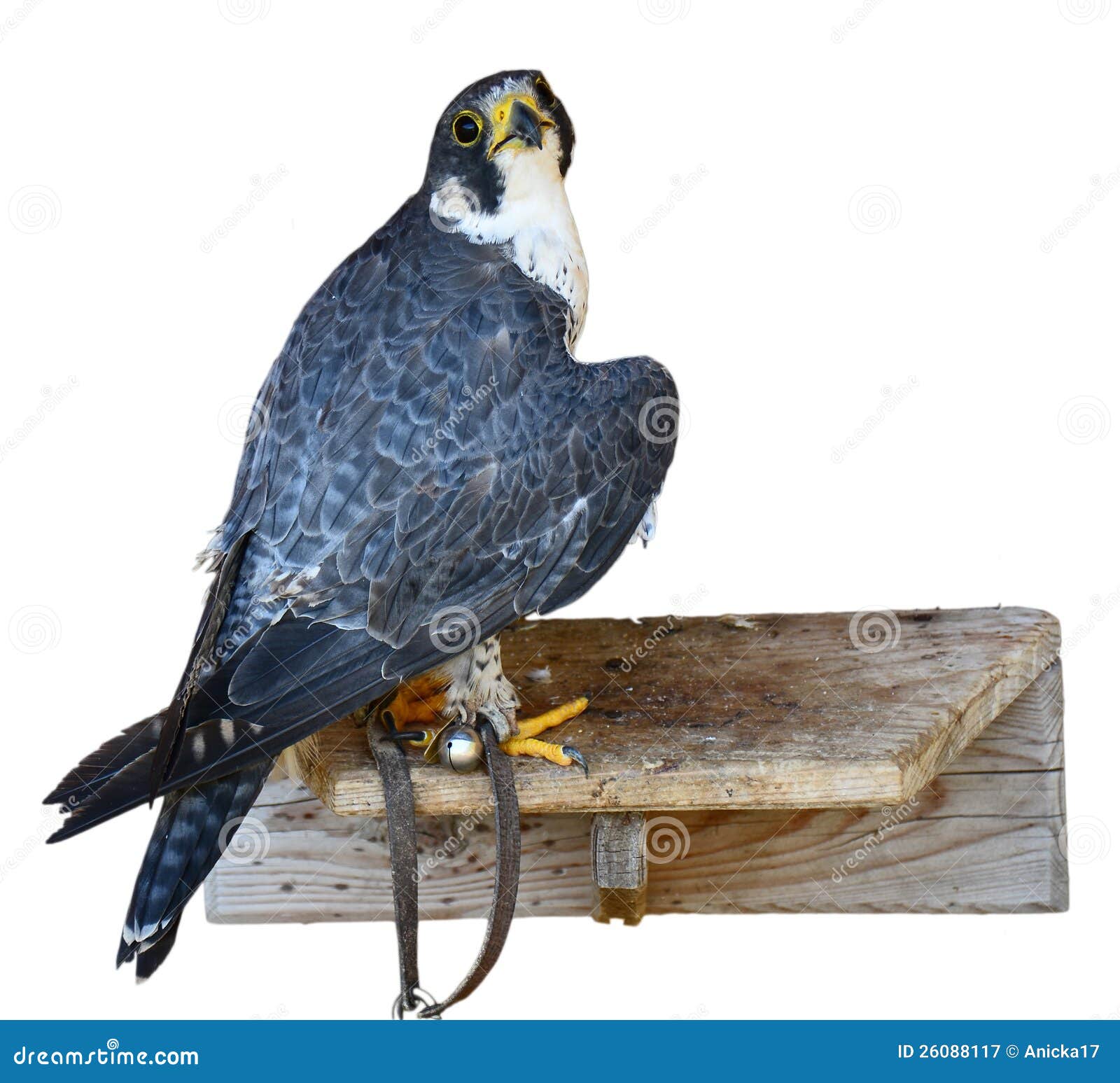 Hawk stock image. Image of isolated, fauna, blue, nature - 26088117