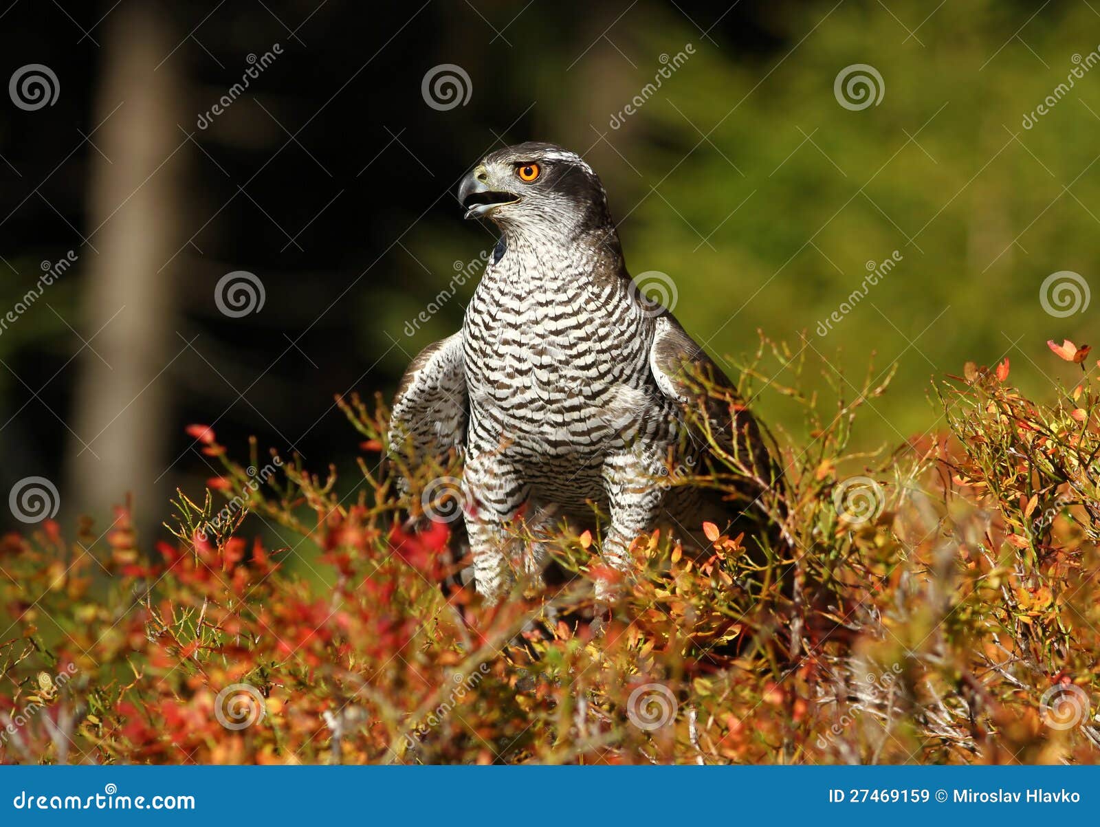 Hawk stock image. Image of proud, wildlife, animal, beak - 27469159