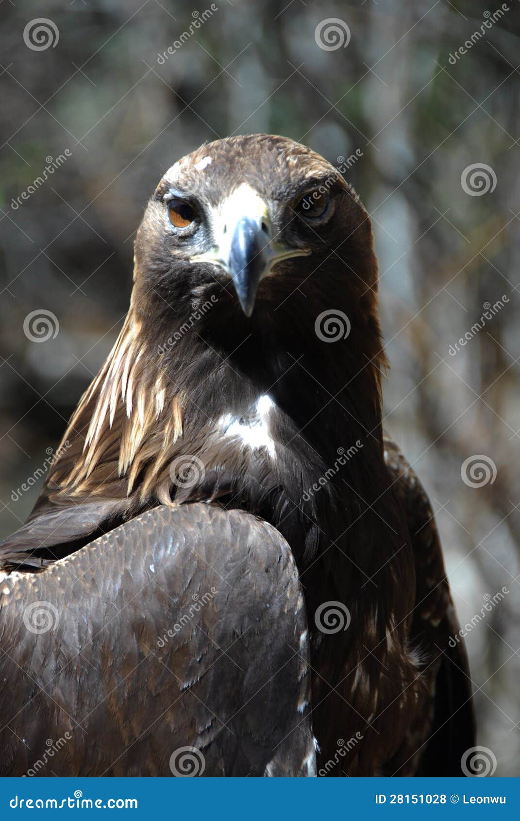 Hawk stock photo. Image of aggressive, bird, flying, feather - 28151028
