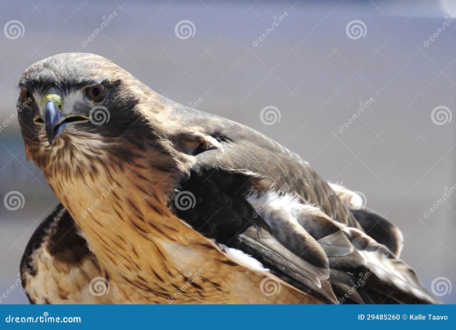 Hawk stock photo. Image of sonar, catcher, brown, sharp - 29485260
