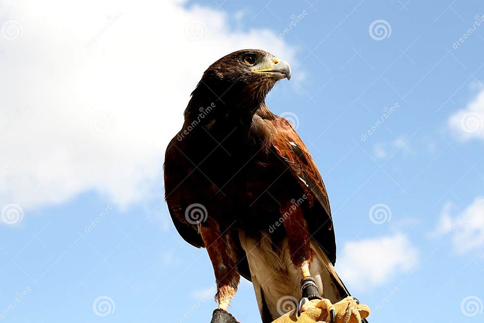 Hawk stock photo. Image of eagle, esteem, aquarium, beautiful - 4096766