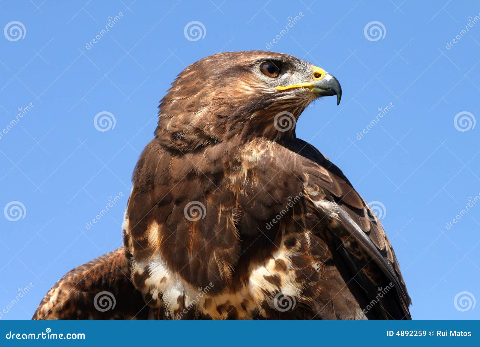 Hawk stock image. Image of aggressive, impressive, animal - 4892259