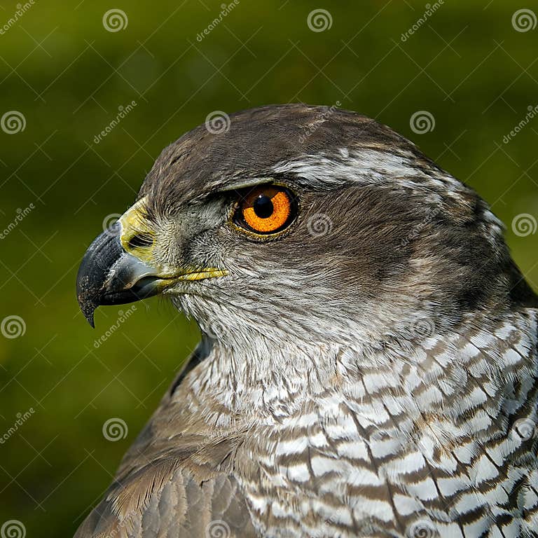 Hawk stock image. Image of beast, prey, animal, wildlife - 5126797