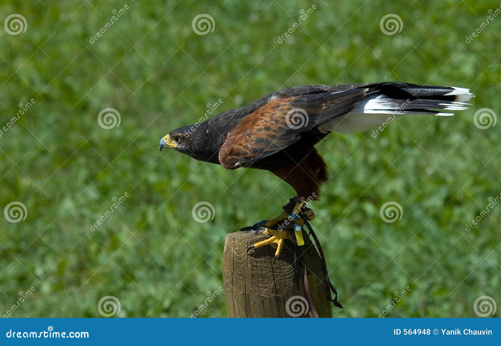 Hawk Picture. Image: 564948