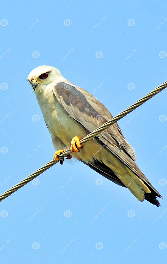 Hawk stock photo. Image of wildlife, sunny, outdoors, span - 7948564