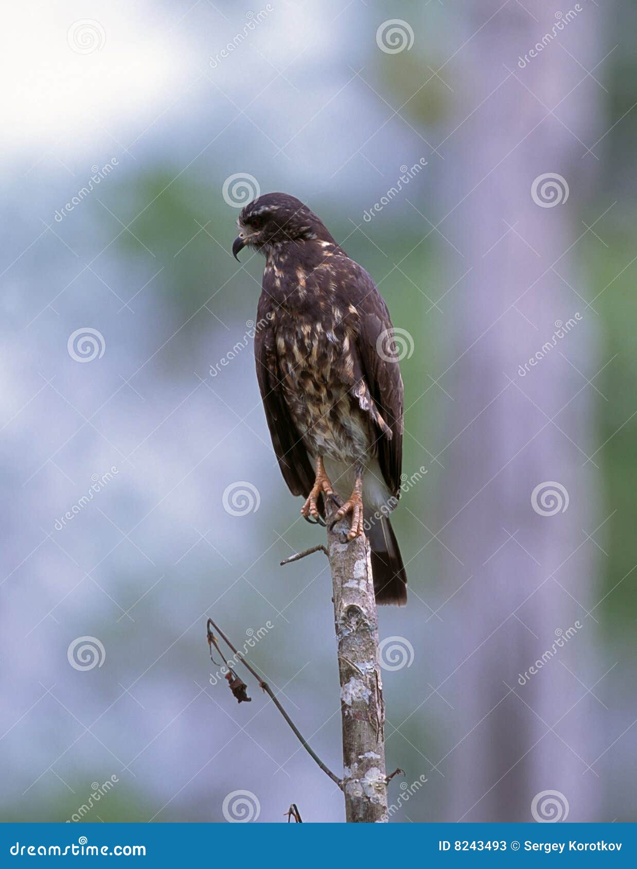 Hawk stock image. Image of outdoors, hunter, full, length - 8243493