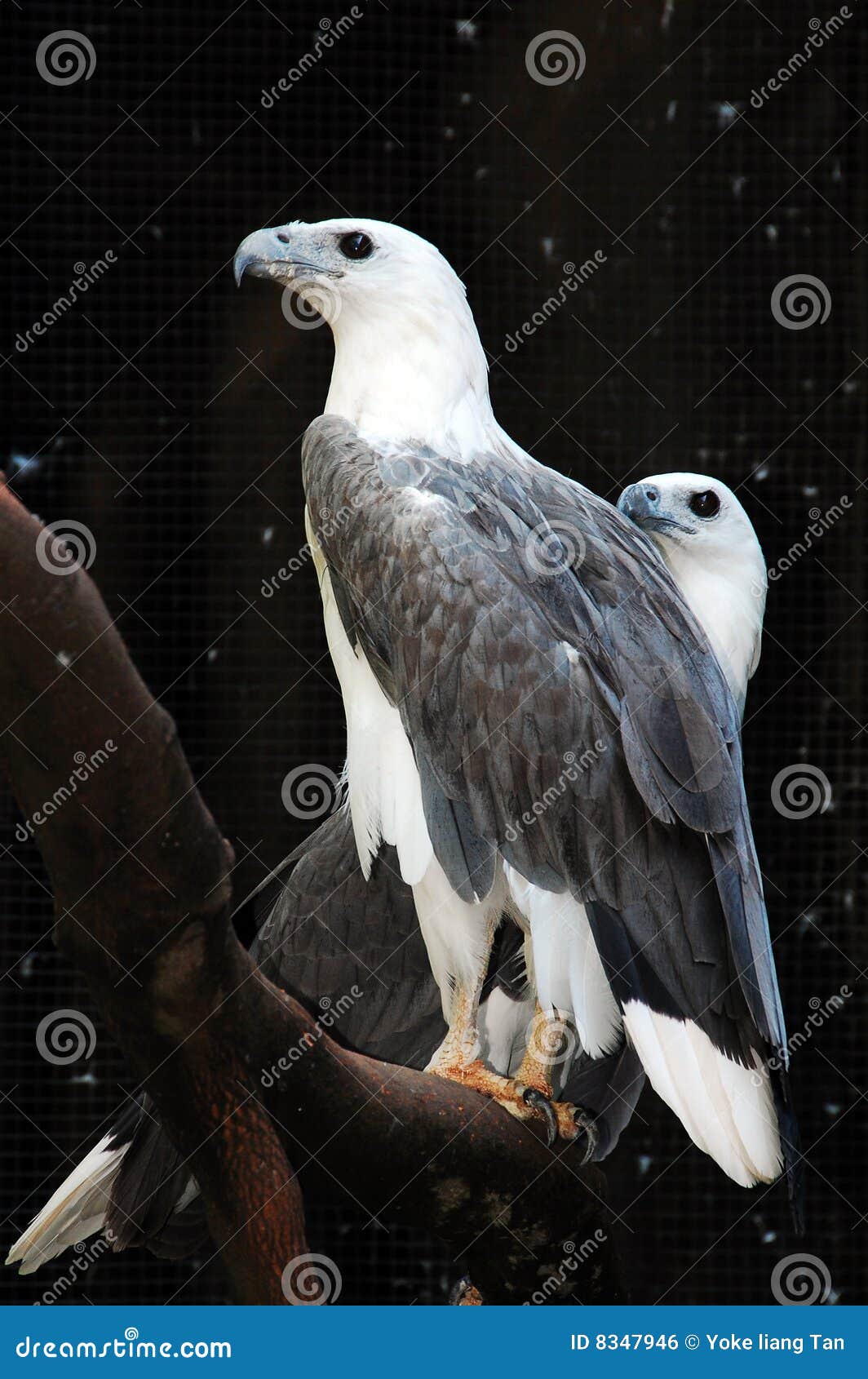 Hawk stock photo. Image of animal, great, closeup, carnivorous - 8347946