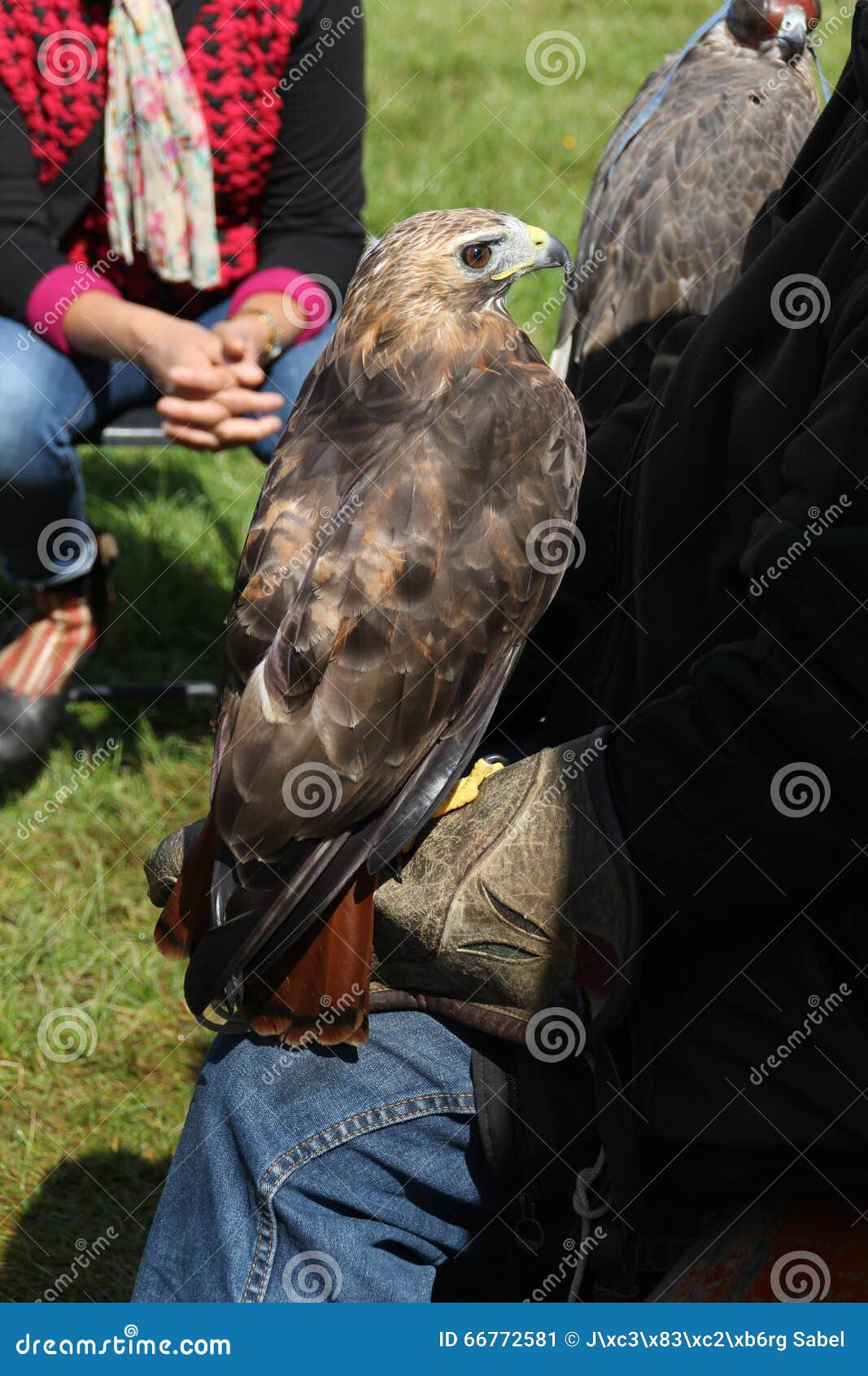 A hawk stock image. Image of hair, hunts, eagle, heritage - 66772581