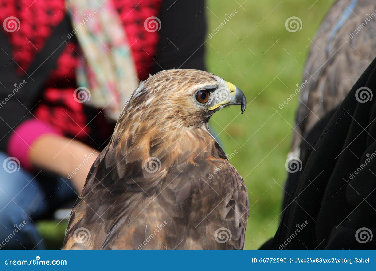 A hawk stock photo. Image of hunt, central, asia, emsland - 66772590