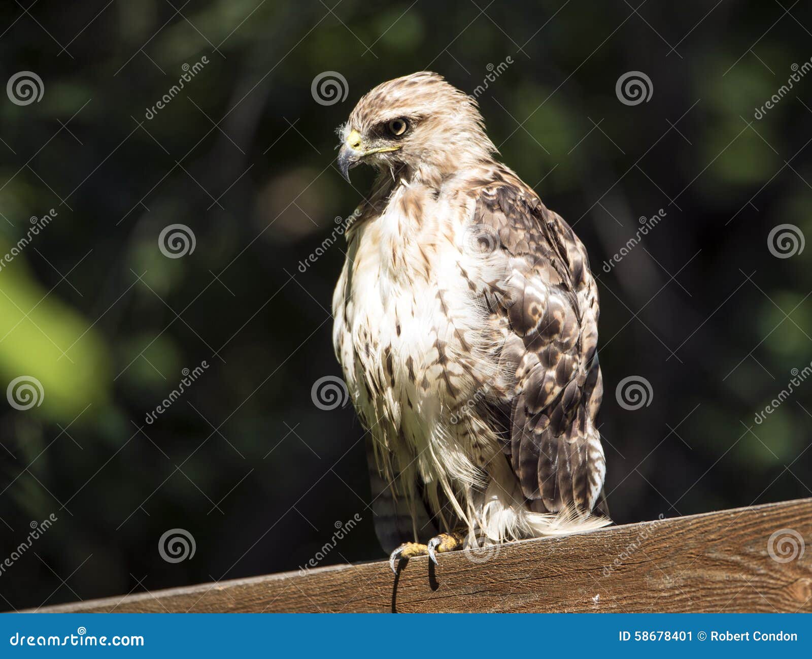 Hawk Atop Fence Stock Photos - Free & Royalty-Free Stock Photos from ...