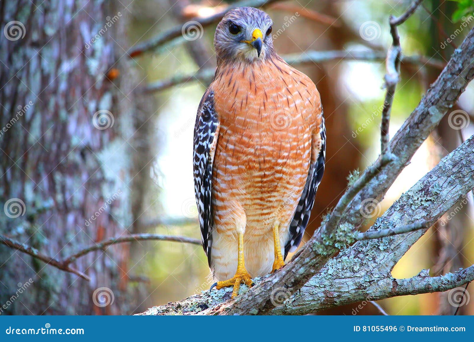 Hawk with Attention on Movement in Front Stock Photo - Image of ...