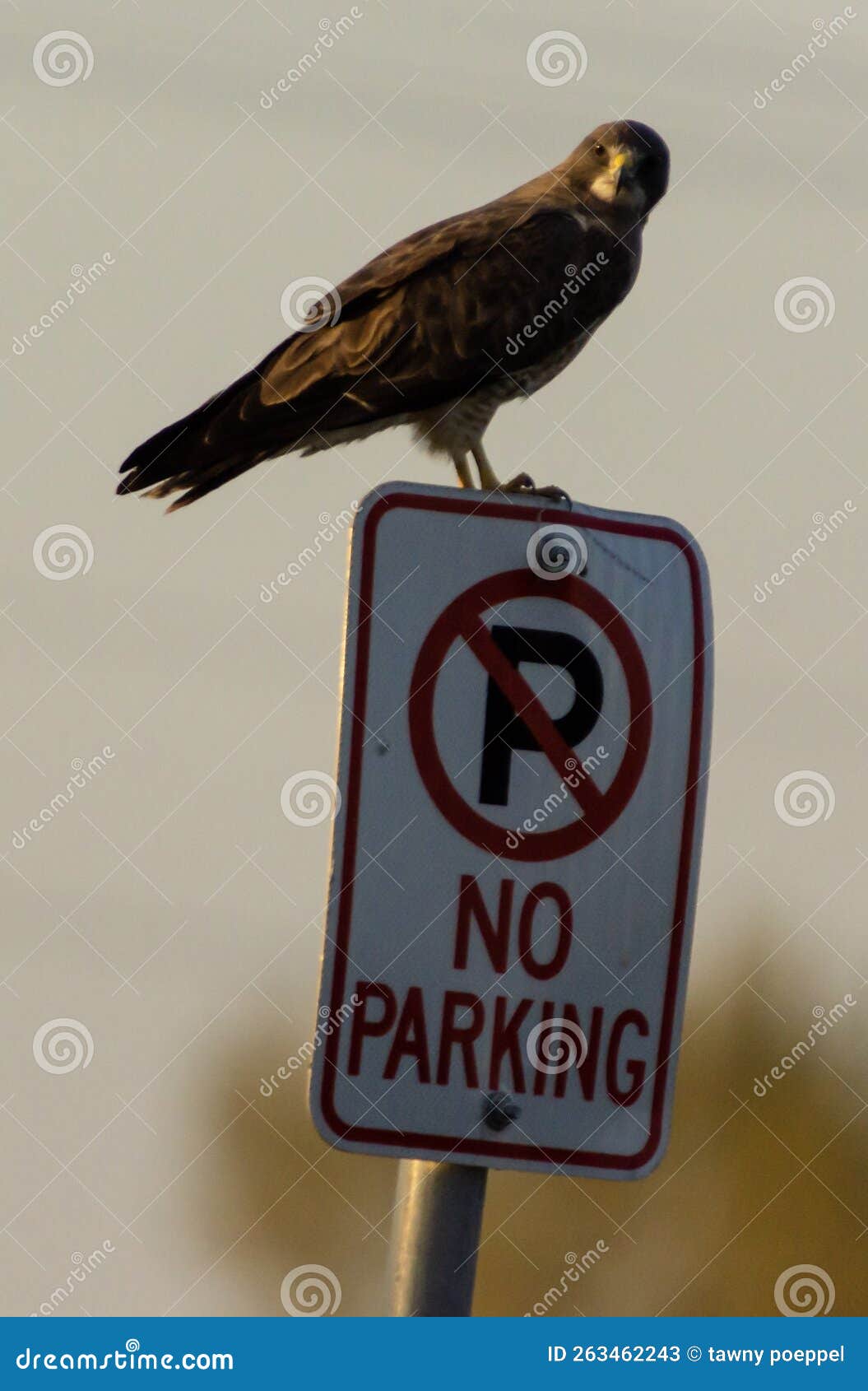Hawk authority stock image. Image of parking, sign, hawk - 263462243